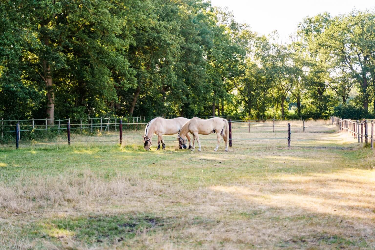 Medewerkers - Manege 'Stal de Eik'